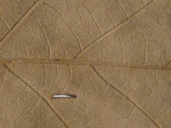 texture 0068 - Texturelib